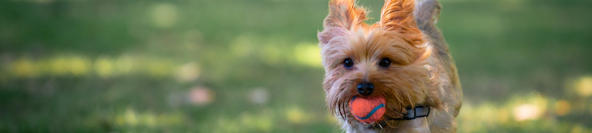 Services - Balanced Paws Veterinary Rehabilitation and Acupuncture