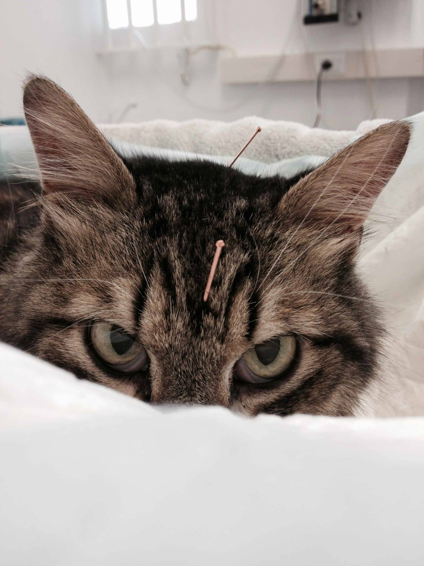 Acupuncture - Balanced Paws Veterinary Rehabilitation and Acupuncture